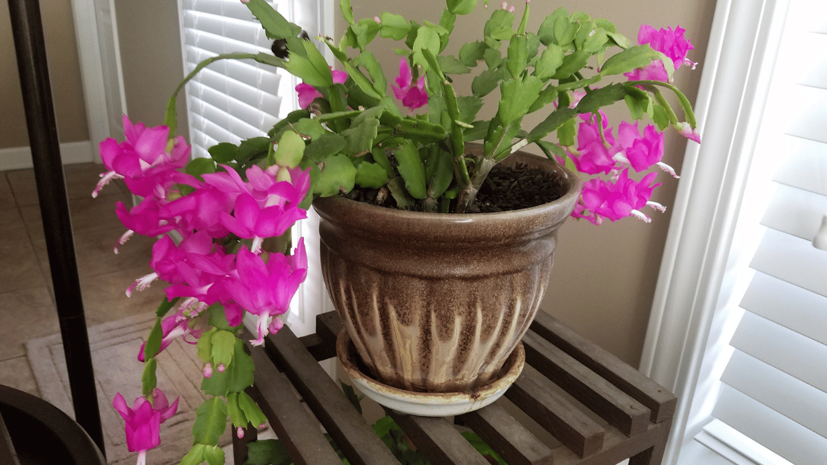 Essential Care Tips For A Vibrant Christmas Cactus Leafy Cactus